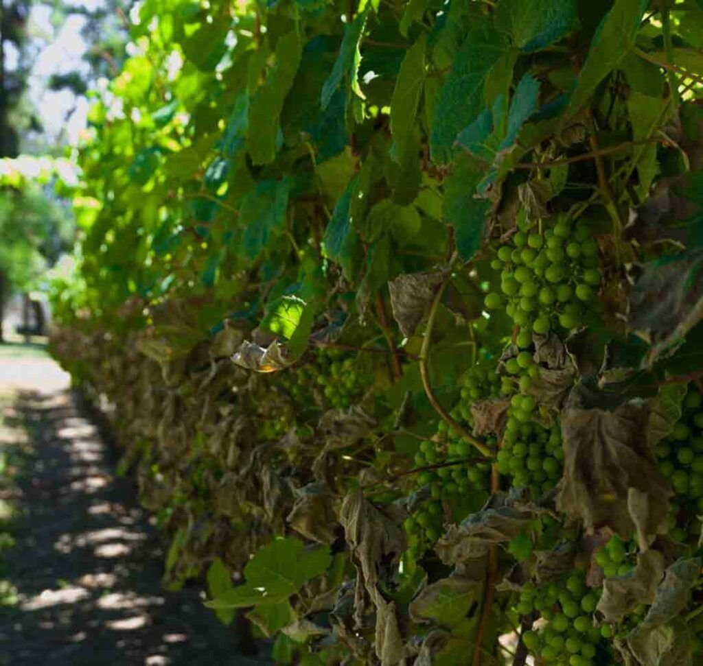 10 สายพันธุ์องุ่นยอดนิยม ที่ใช้สำหรับทำไวน์ - Casa Mio Live Music ...